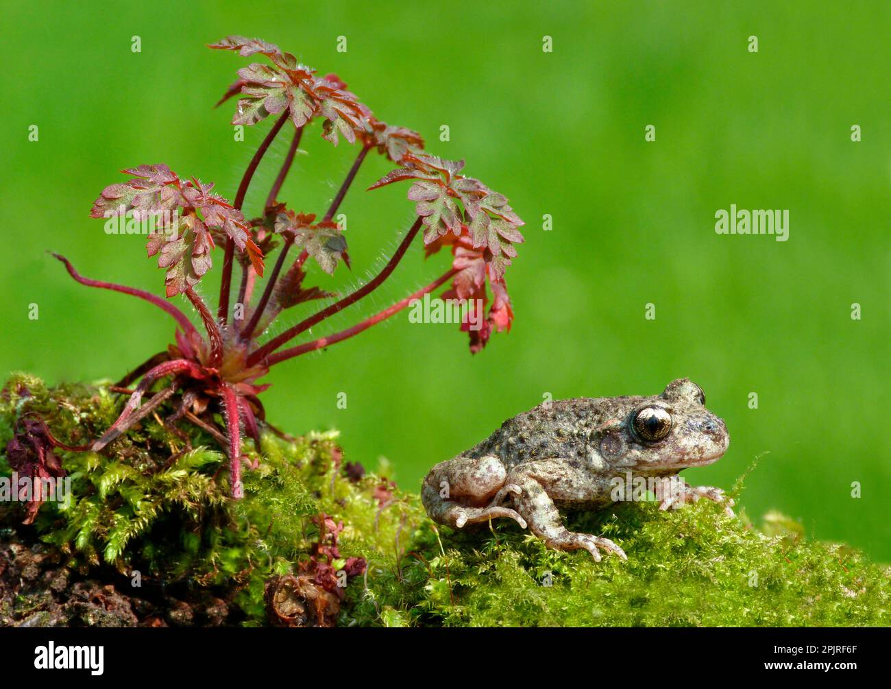 Midwife Toad, common midwife toad (Alytes obstetricans), Amphibians ...
