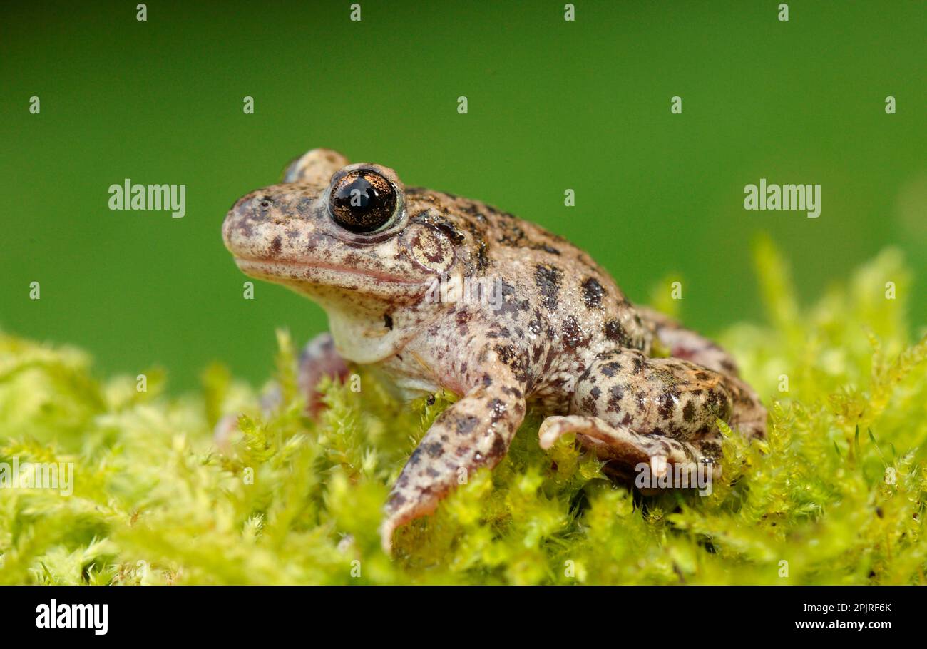 Midwife Toad, common midwife toad (Alytes obstetricans), Amphibians ...