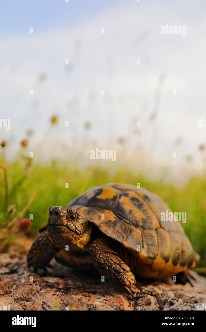 Greek tortoise, hermann's tortoises (Testudo hermanni), Other animals ...