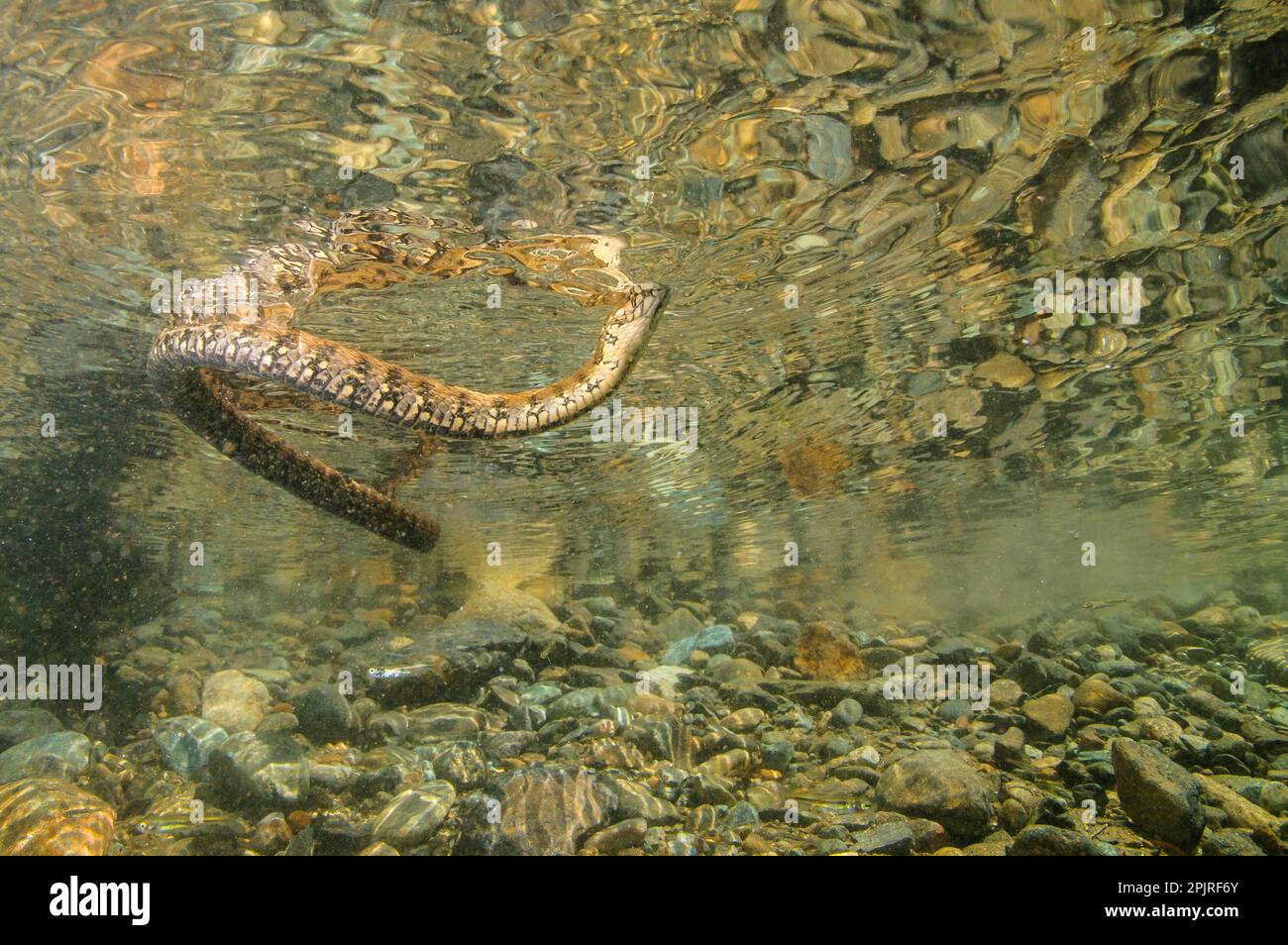 Viperine snakes (Natrix maura), Other animals, Reptiles, Snakes ...