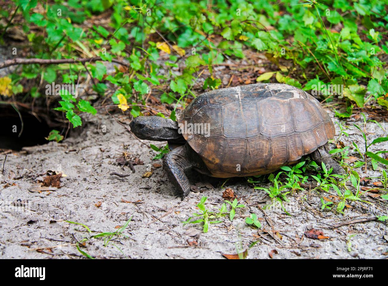 Gopher tortoise, Georgia Gopher Tortoises (Gopherus polyphemus), Other ...