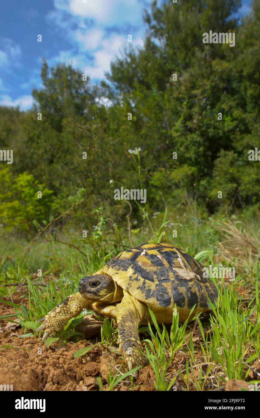 Greek tortoise, hermann's tortoises (Testudo hermanni), Other animals ...