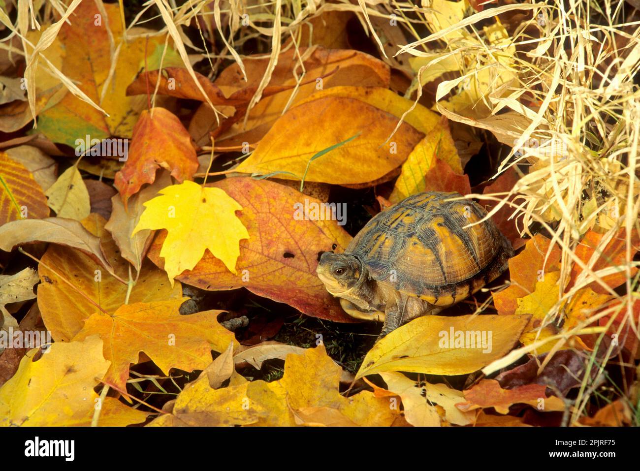 American box turtle hi-res stock photography and images - Alamy
