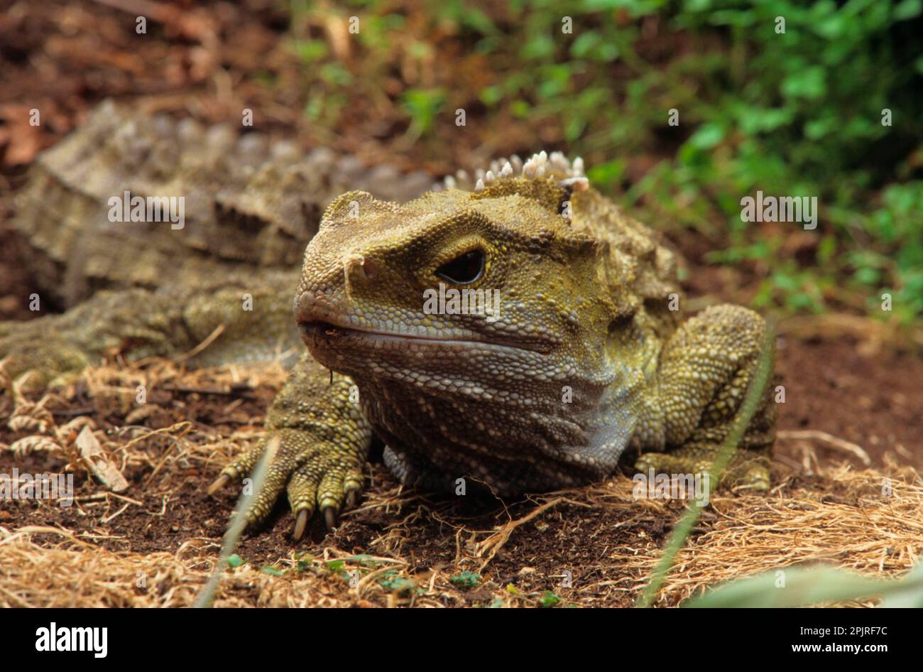 Bridge Lizard, Tuatara, Bridge Lizards, Tuataras, Threatened Species, Endemic, Other Animals ...