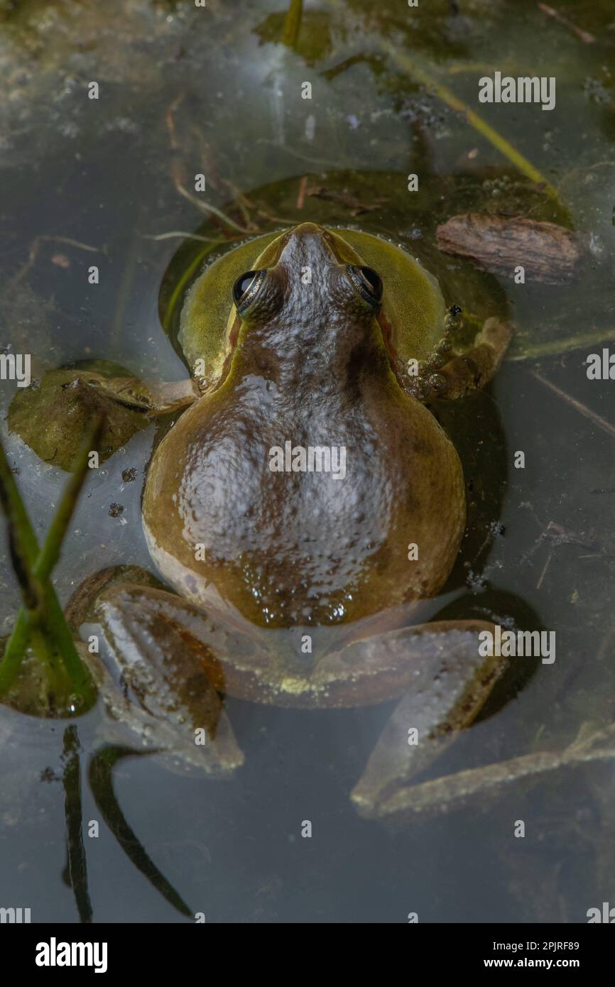 Chorusfrog hi-res stock photography and images - Alamy