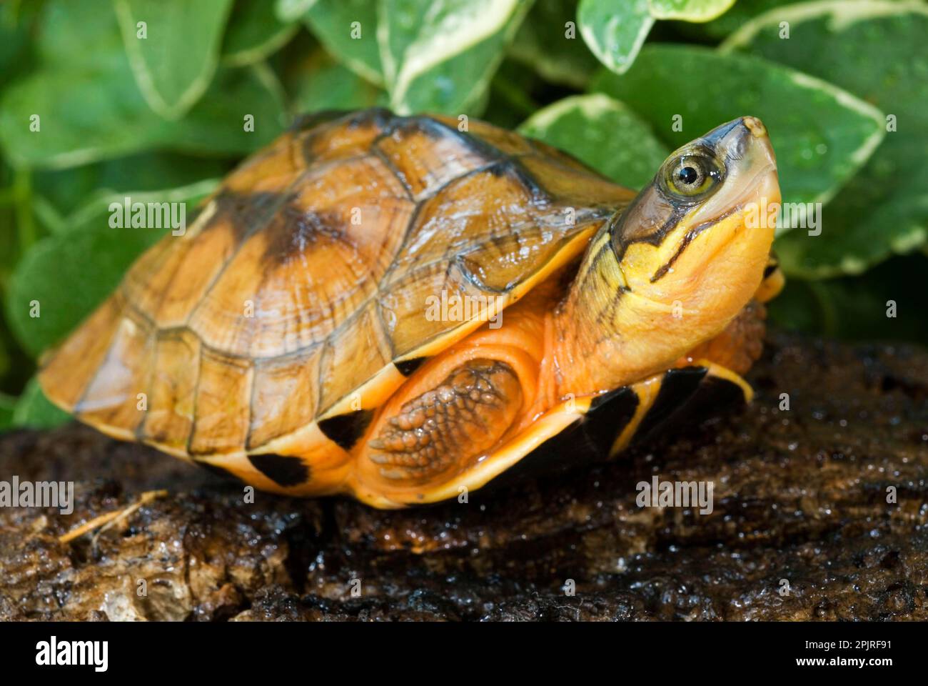 Chinese Three-striped Hinged Turtle, Chinese Three-striped Hinged ...