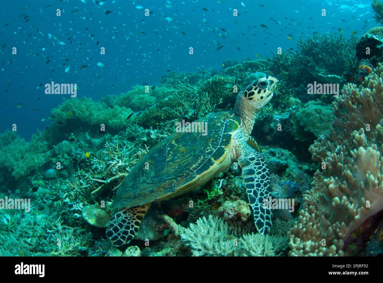 Loggerhead turtle, loggerhead sea turtles (Caretta caretta), Other ...