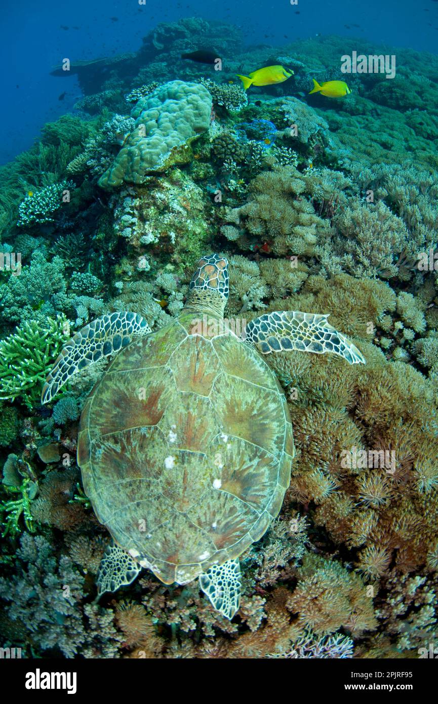 Green Turtle, Green Turtle, Green Turtle, Green Sea Turtle, Green Sea ...