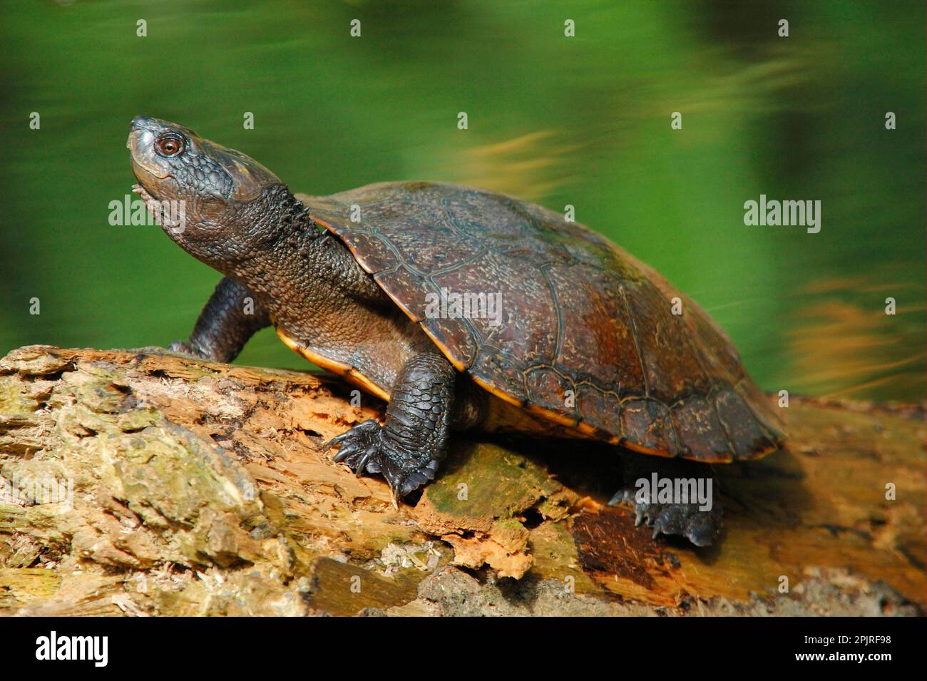 Saw-shelled Turtle (Elseya latisternum) adult, basking at edge of water ...