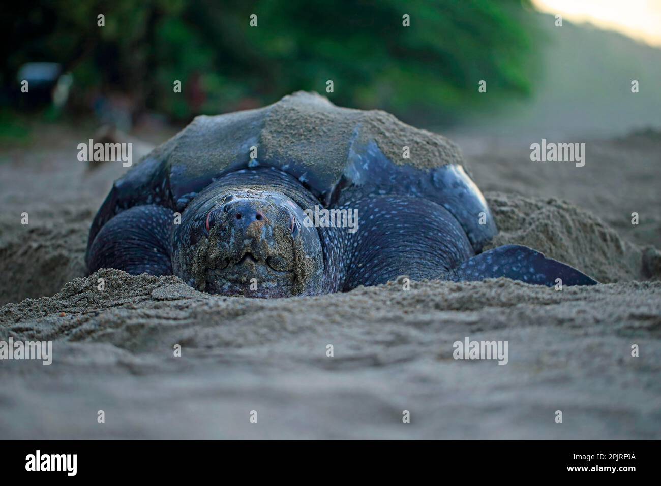 Leatherback sea turtle (Dermochelys coriacea), Leatherback turtles ...