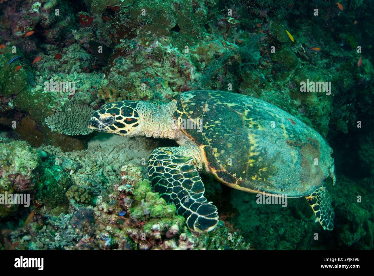 Loggerhead turtle, loggerhead sea turtles (Caretta caretta), Other ...