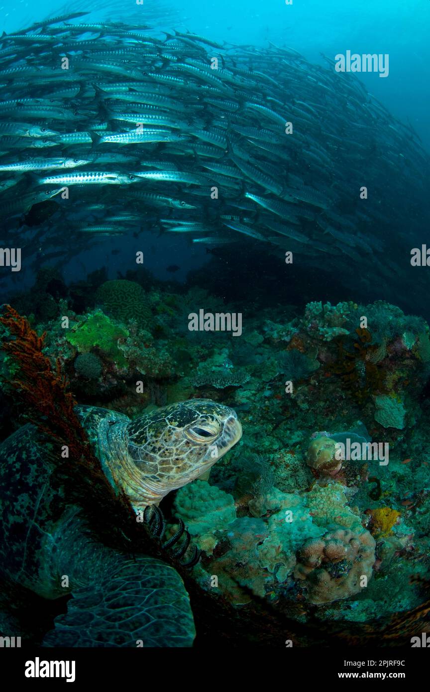 Adult loggerhead sea turtle (Caretta caretta) resting next to red coral ...