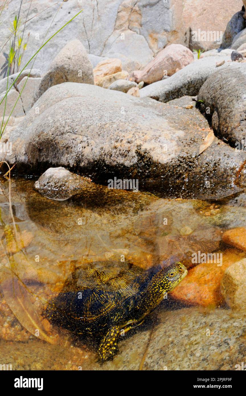 European pond turtles, Other Animals, Reptiles, Turtles, Animals ...