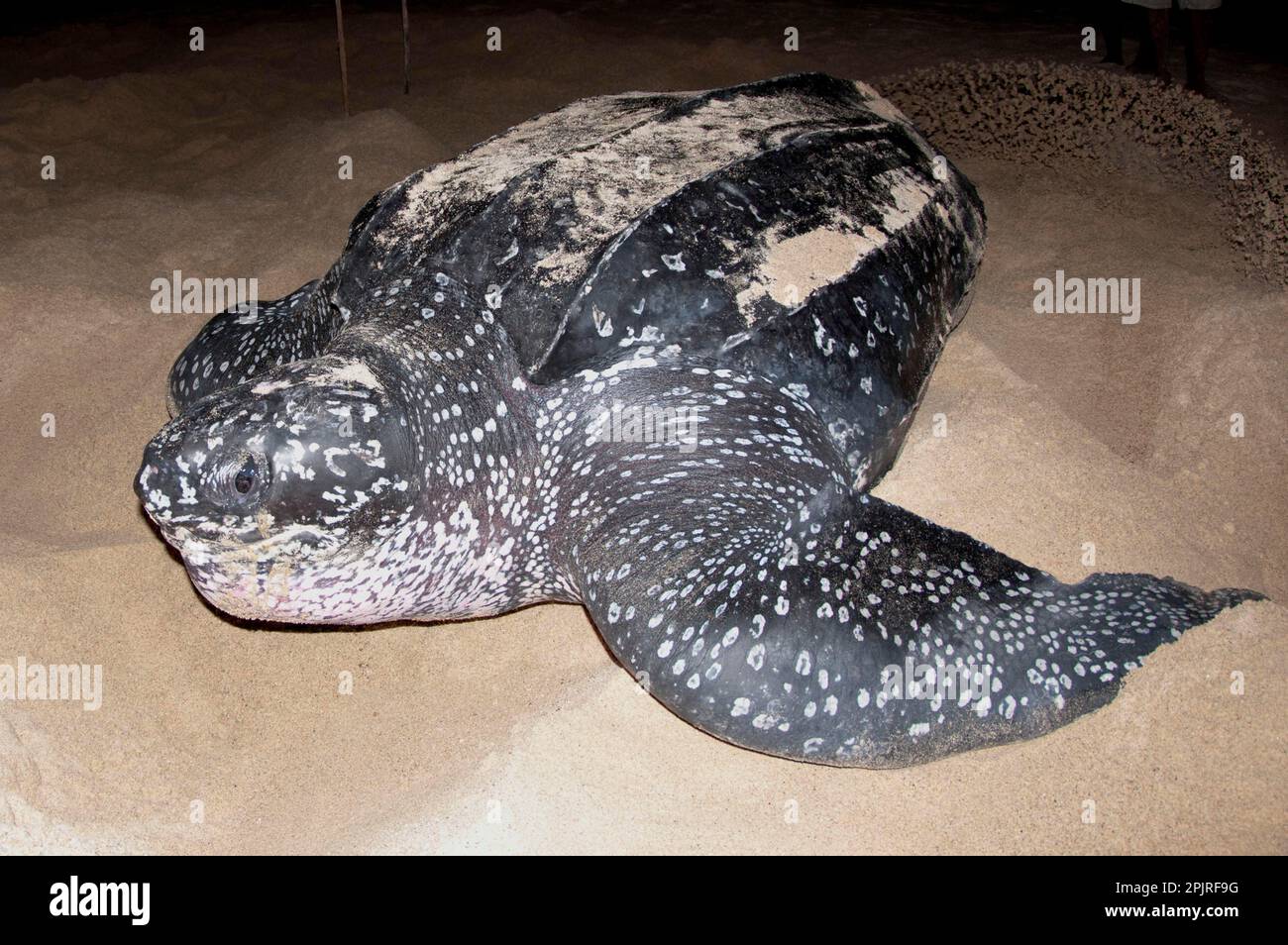 Leatherback sea turtle (Dermochelys coriacea), Leatherback turtles ...