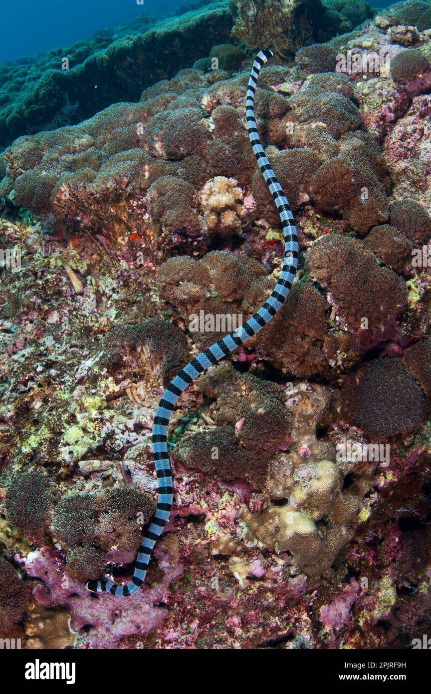 Sea snakes hunt hi-res stock photography and images - Alamy