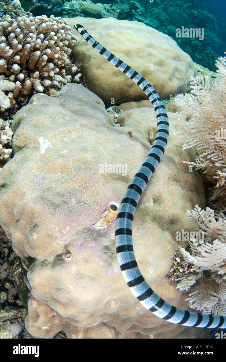 Adder flat-tail, Adder flat-tails, Yellow-lipped sea snake, Yellow ...