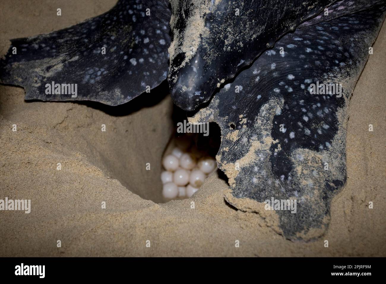 Leatherback sea turtle (Dermochelys coriacea), Leatherback turtles ...