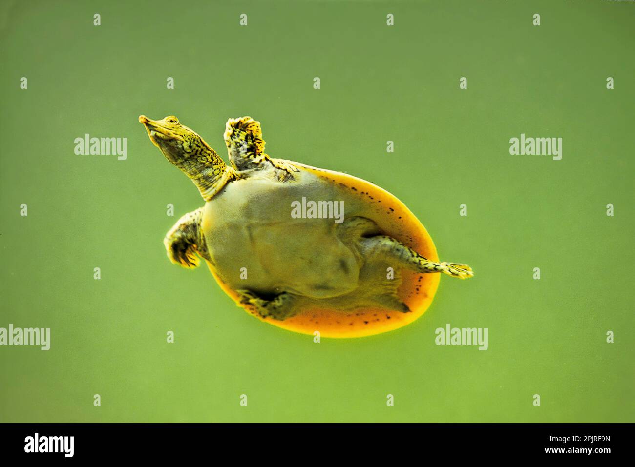 Spur-thighed soft-shelled turtle, Spur-thighed soft-shelled turtles ...