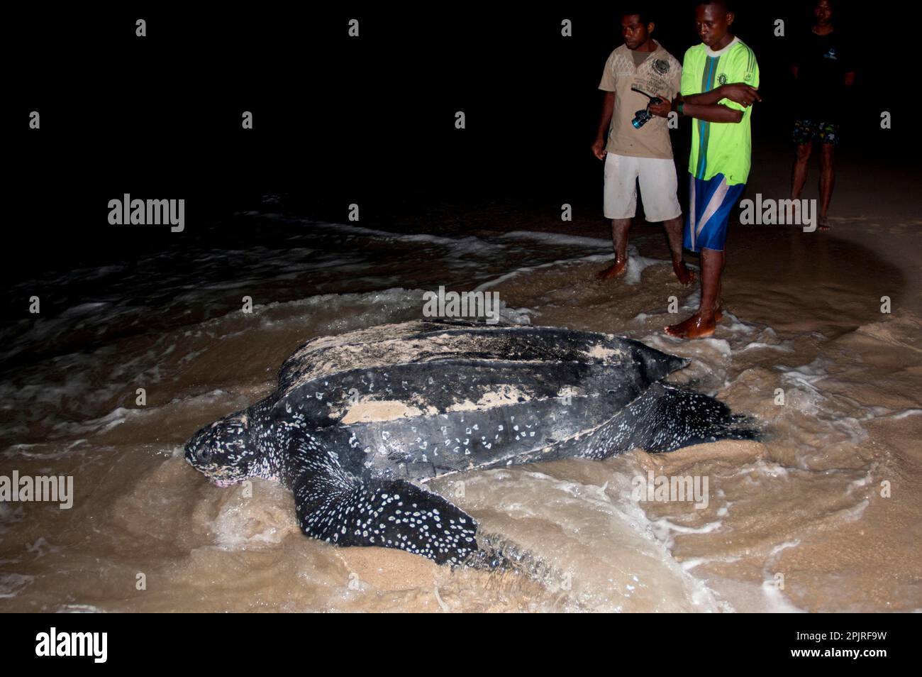 Leatherback sea turtle (Dermochelys coriacea), Leatherback turtles ...