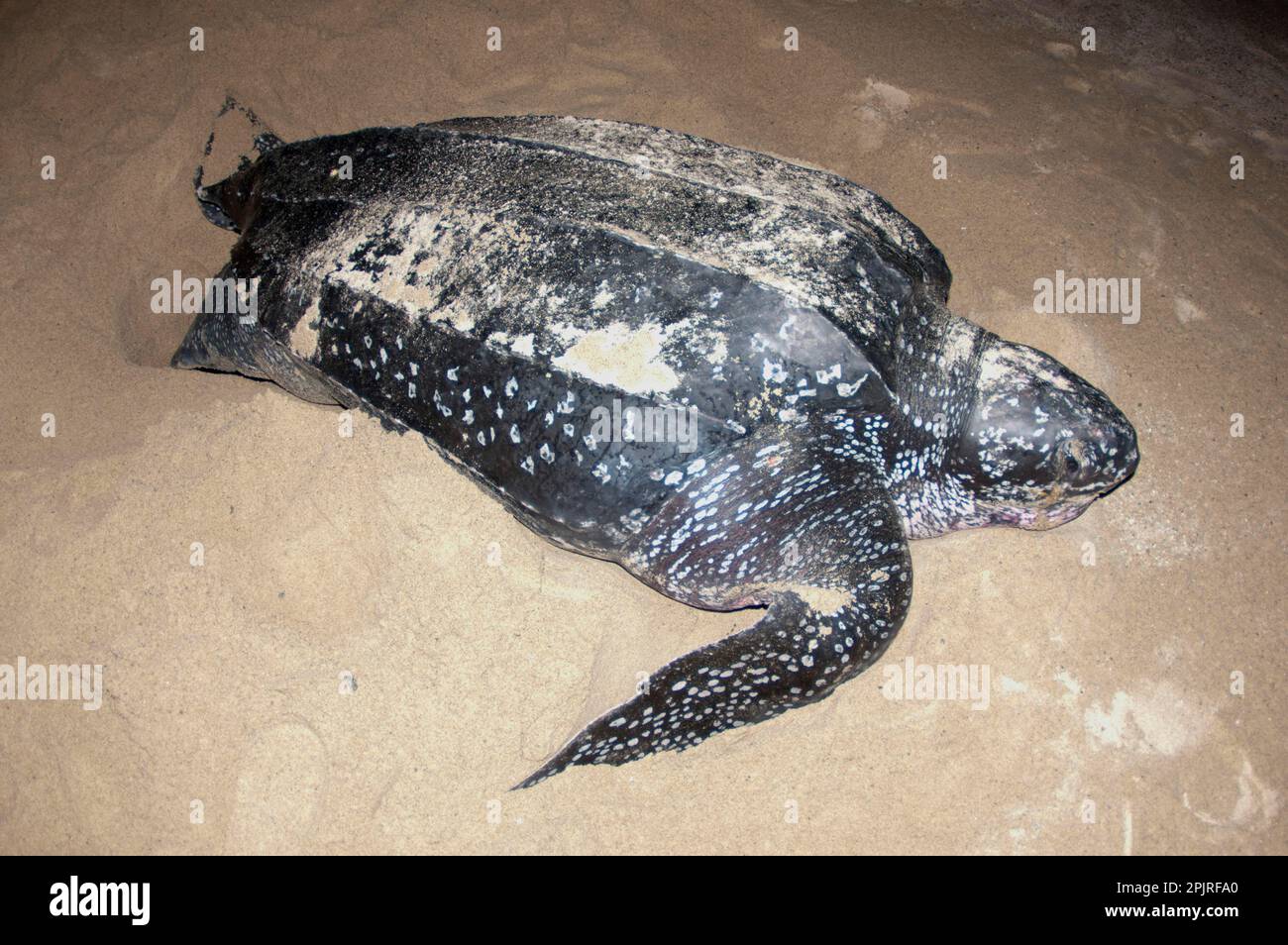 Leatherback sea turtle (Dermochelys coriacea), Leatherback turtles ... Leatherback sea turtle (Dermochelys coriacea), Leatherback turtles ...
