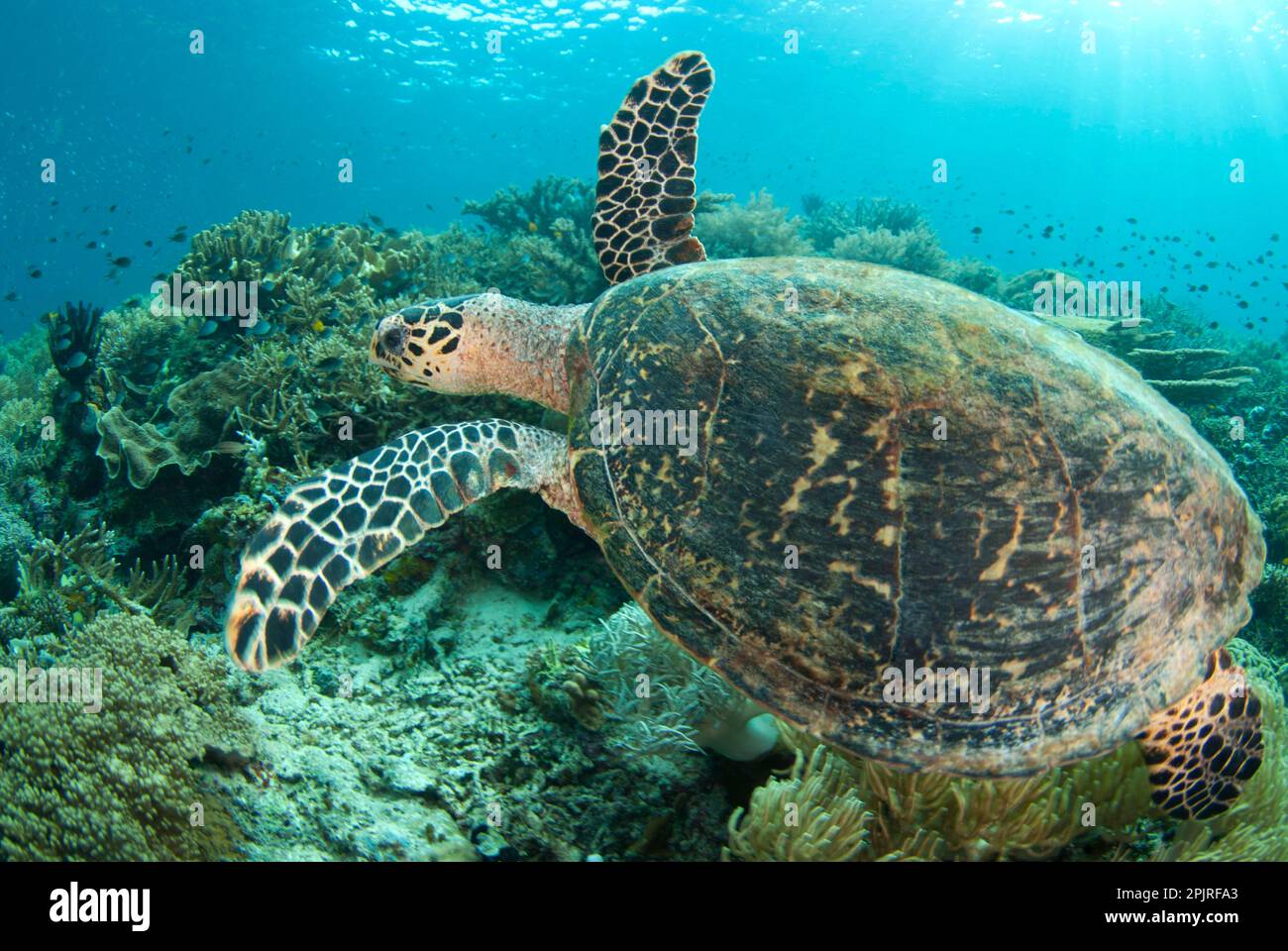 Loggerhead Turtle, loggerhead sea turtles (Caretta caretta), Other ...
