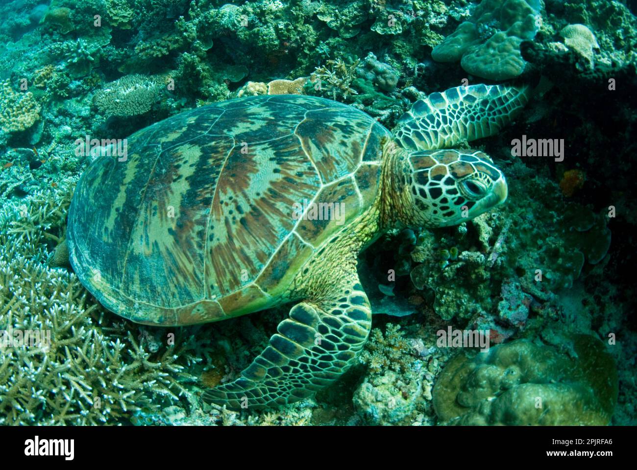 Green Turtle, Green Turtle, Green Turtle, Green Sea Turtle, Green Sea ...