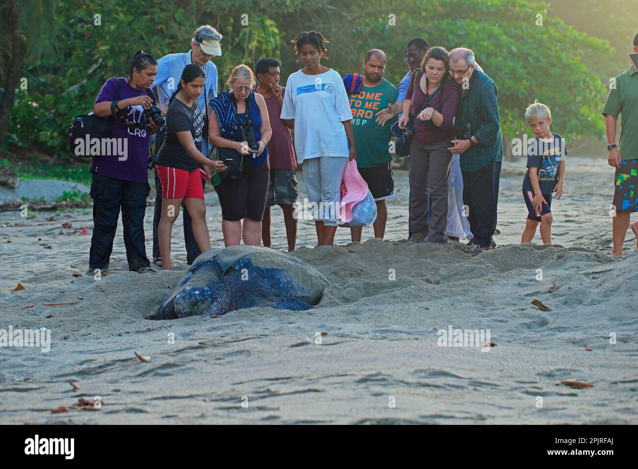 Leatherback sea turtle (Dermochelys coriacea), Leatherback turtles ...