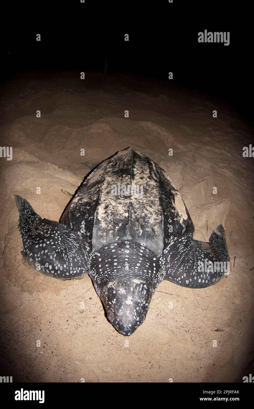 Leatherback sea turtle (Dermochelys coriacea), Leatherback turtles ...
