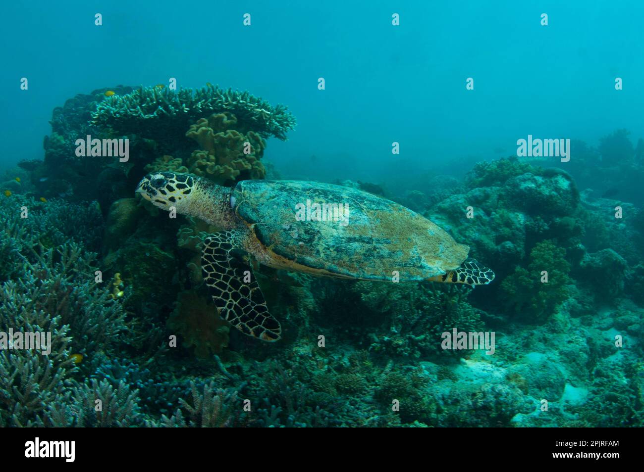 Loggerhead Turtle, loggerhead sea turtles (Caretta caretta), Other ...