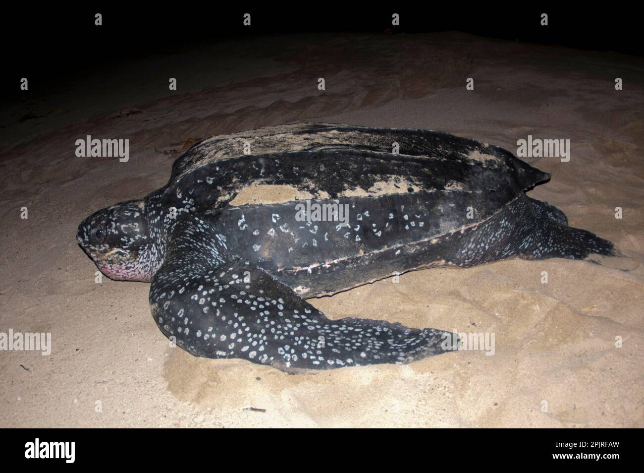 Leatherback sea turtle (Dermochelys coriacea), Leatherback turtles ...