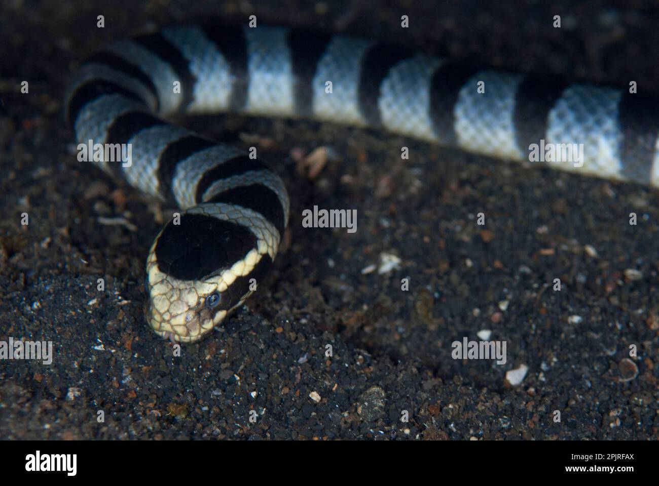Sea Snake Tail
