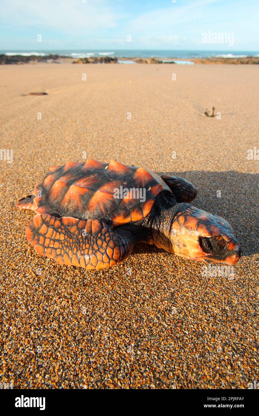 Loggerhead turtle, loggerhead sea turtles (Caretta caretta), Other ...
