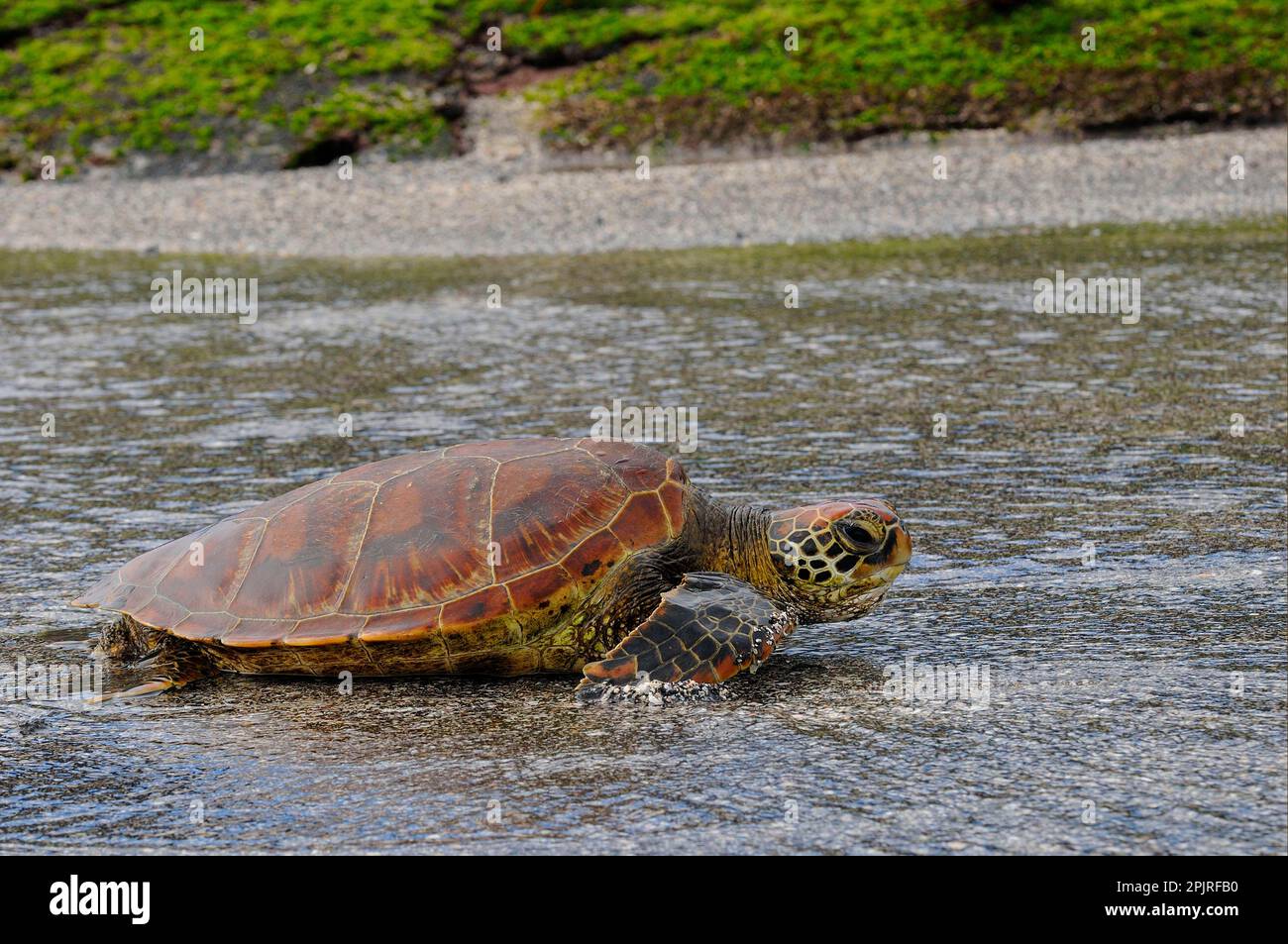Green Turtle, Green Turtle, Green Turtle, Green Sea Turtle, Green Sea ...