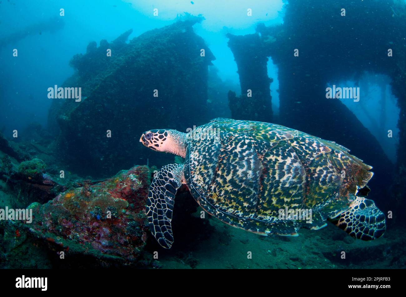 Loggerhead Turtle, loggerhead sea turtles (Caretta caretta), Other ...