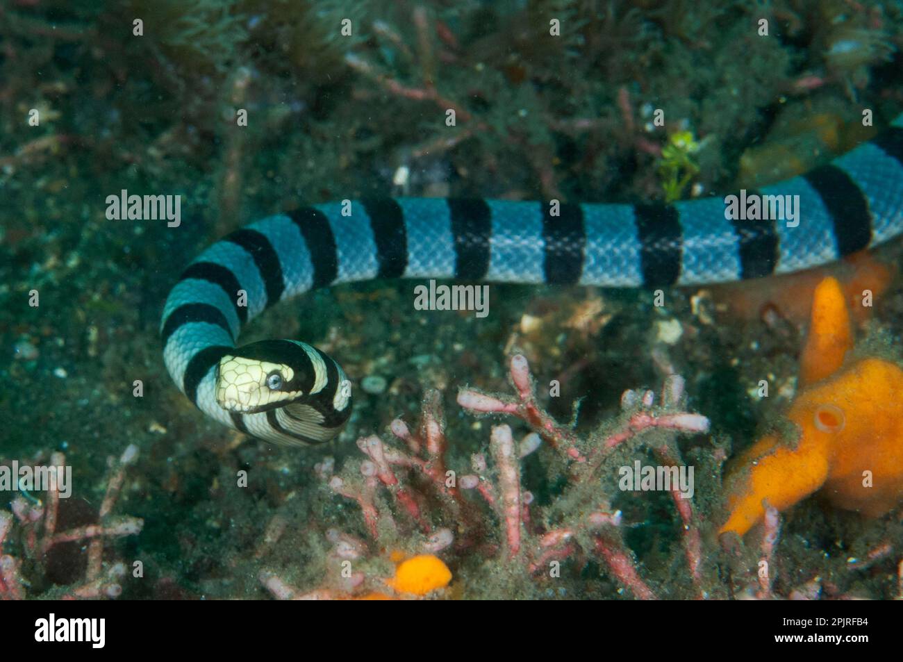 Adder flat-tail, Adder flat-tails, Yellow-lipped sea snake, Yellow ...