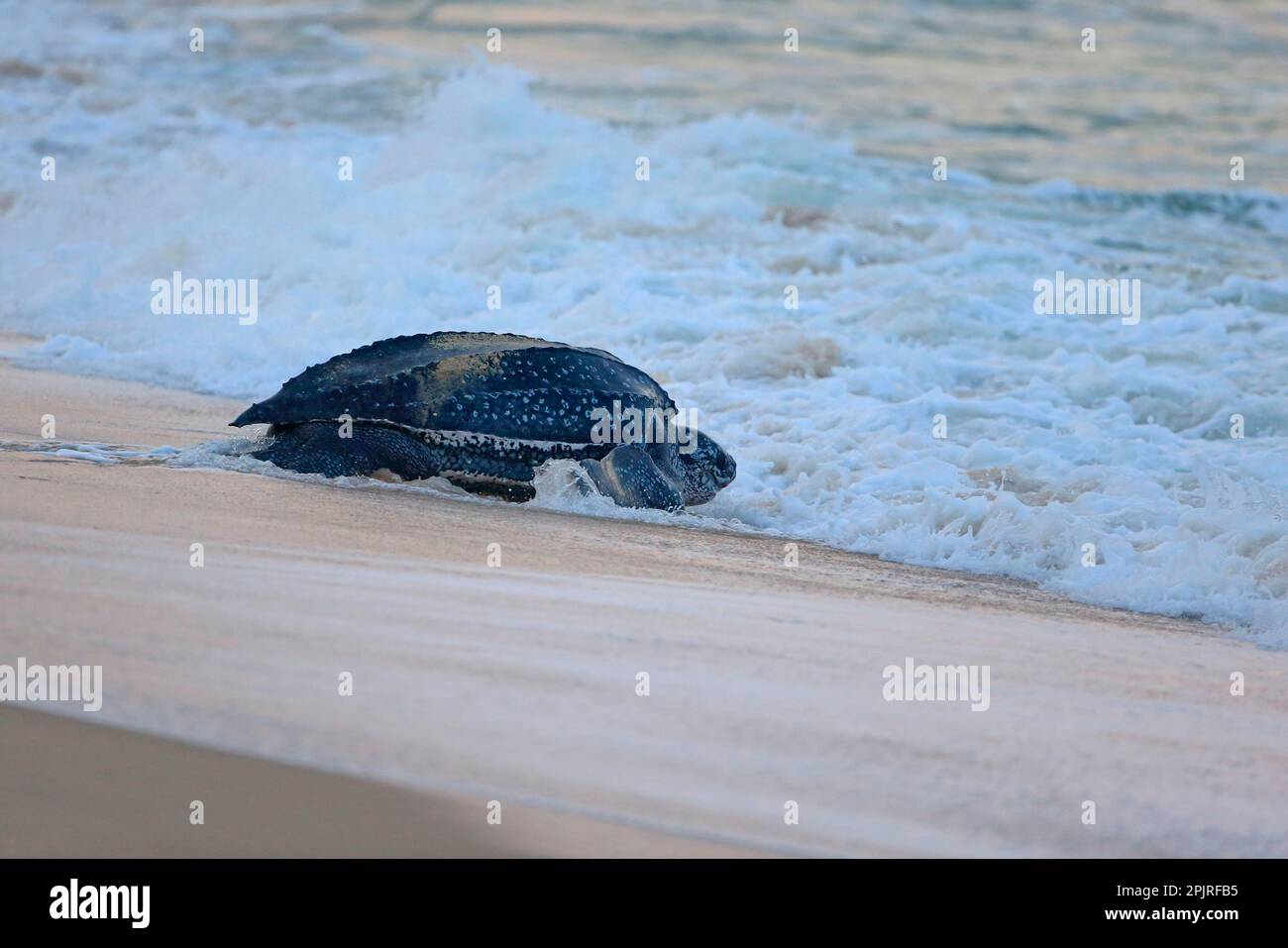 Leatherback sea turtle (Dermochelys coriacea), Leatherback turtles ...