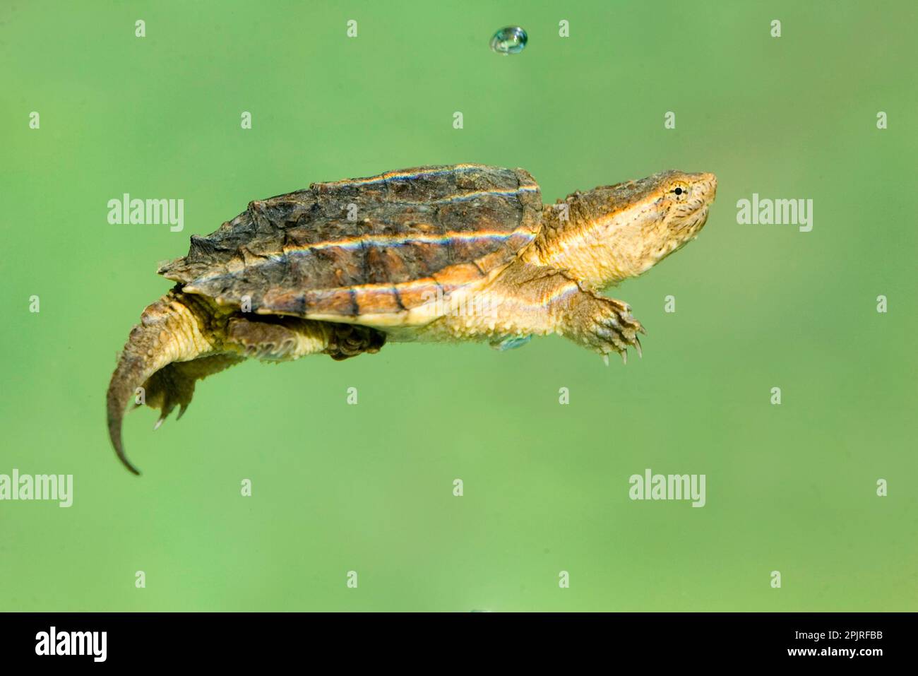 Common Snapping Turtle Underwater