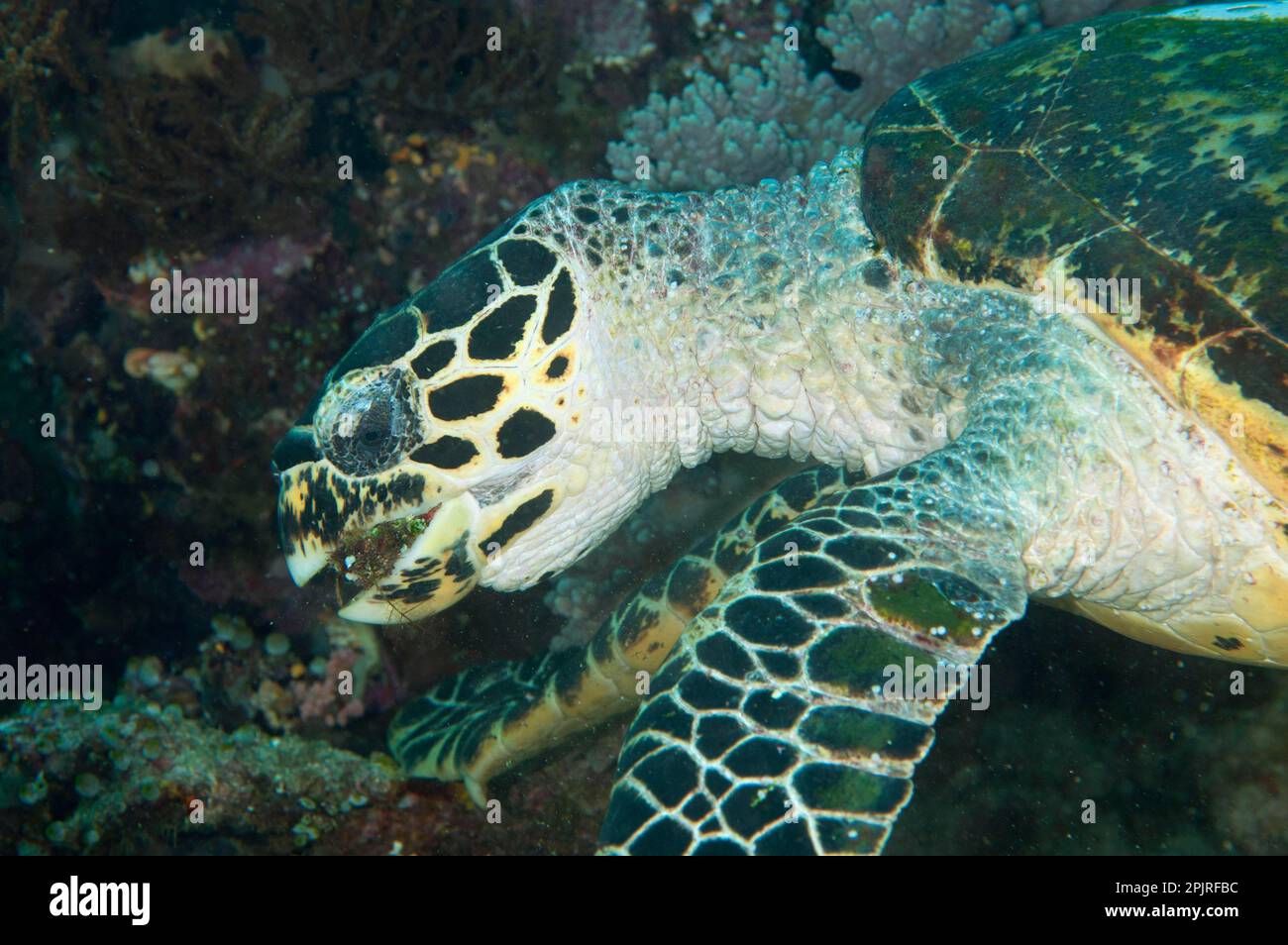 Loggerhead turtle, loggerhead sea turtles (Caretta caretta), Other ...