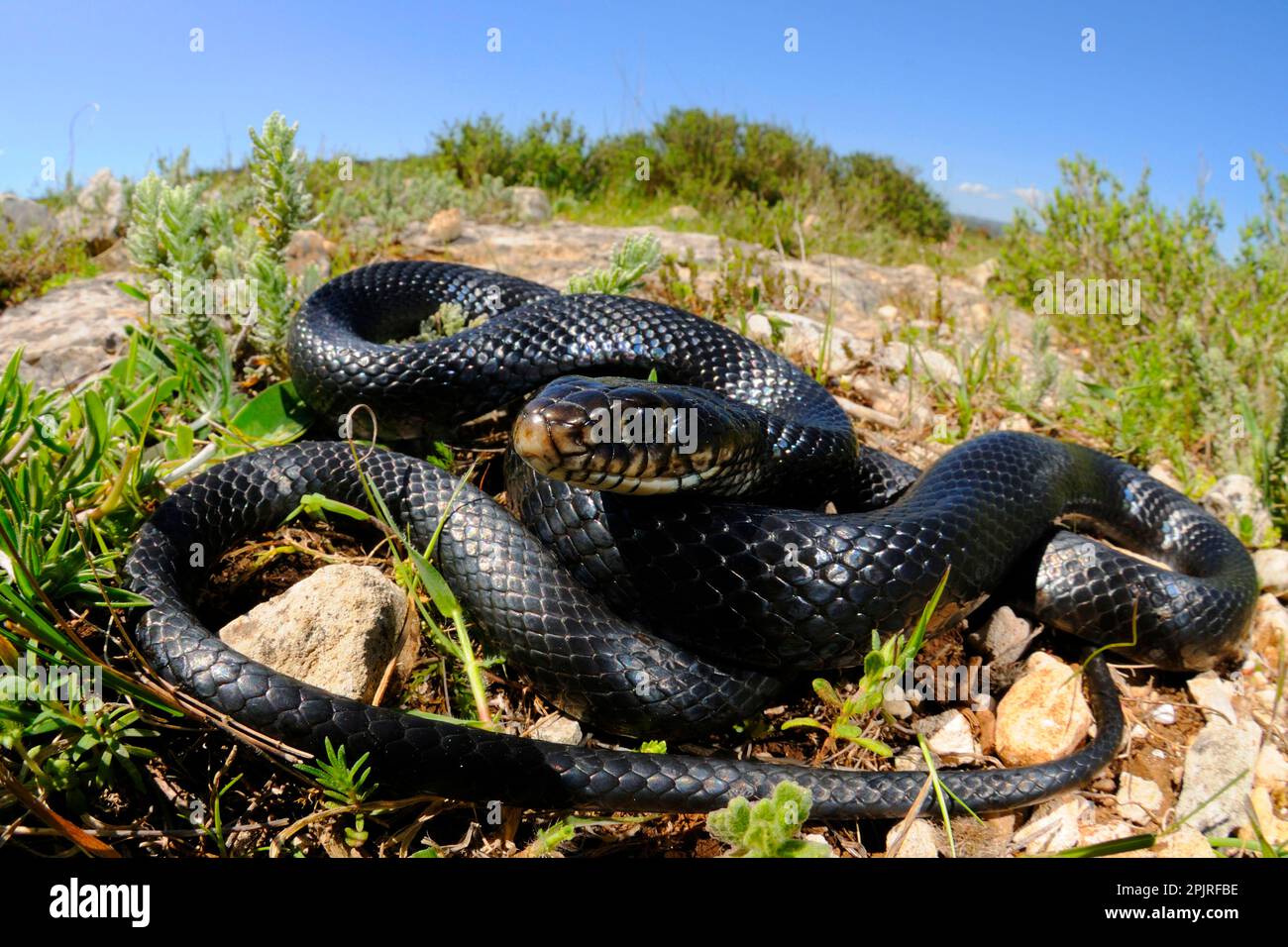 Western green whip snake (Hierophis viridiflavus) melanistic form ...