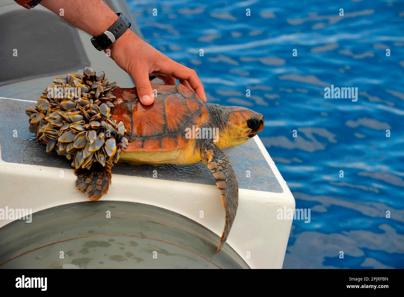 Loggerhead (Caretta caretta) Turtle juvenile, held on boat, unable to ...