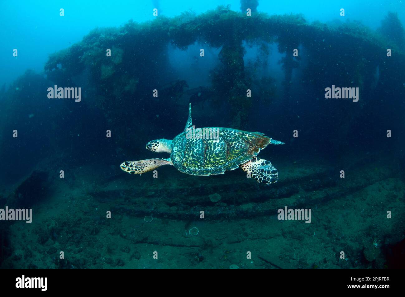 Loggerhead Turtle, loggerhead sea turtles (Caretta caretta), Other ...