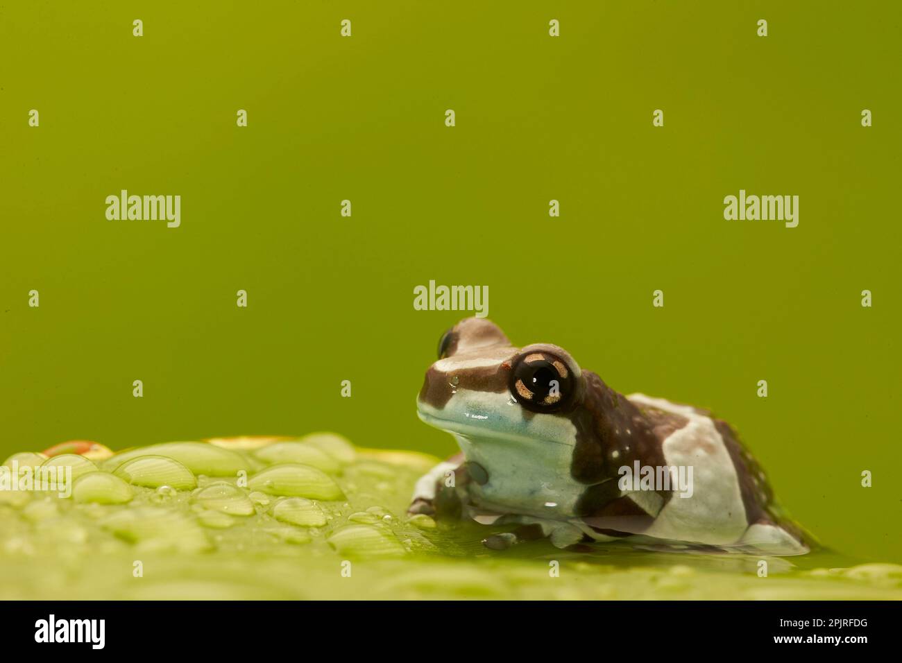 Mission golden-eyed tree frogs (Phrynohyas resinifictrix), Variegated ...