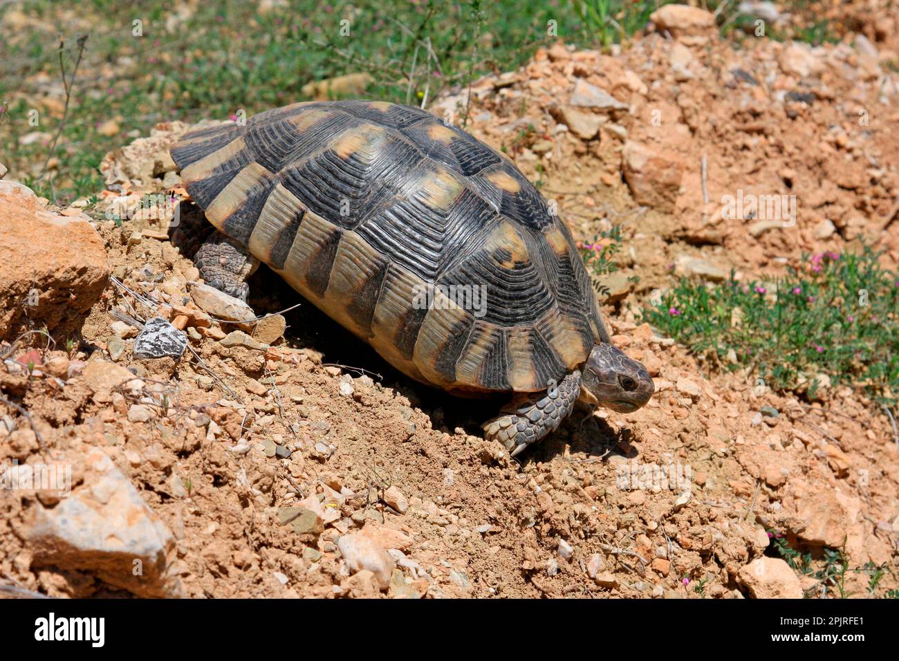 Reptiles Tortoise
