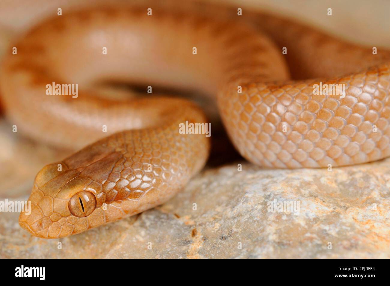 Adder, Adder, Other animals, Reptiles, Snakes, Animals, Gunther's Racer ...