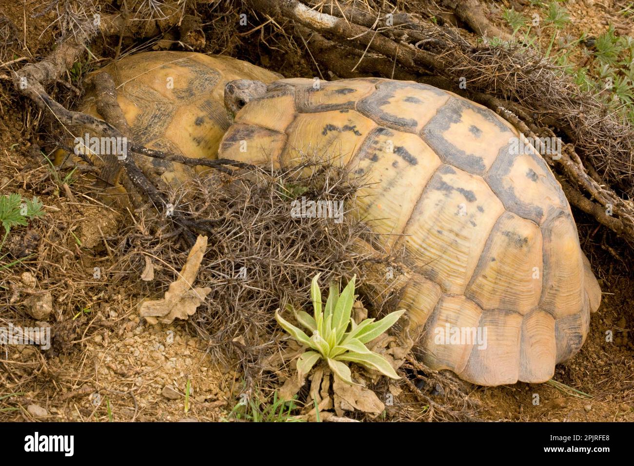 Marginated Tortoise, Marginated Tortoises (Testudo marginata), Other ...