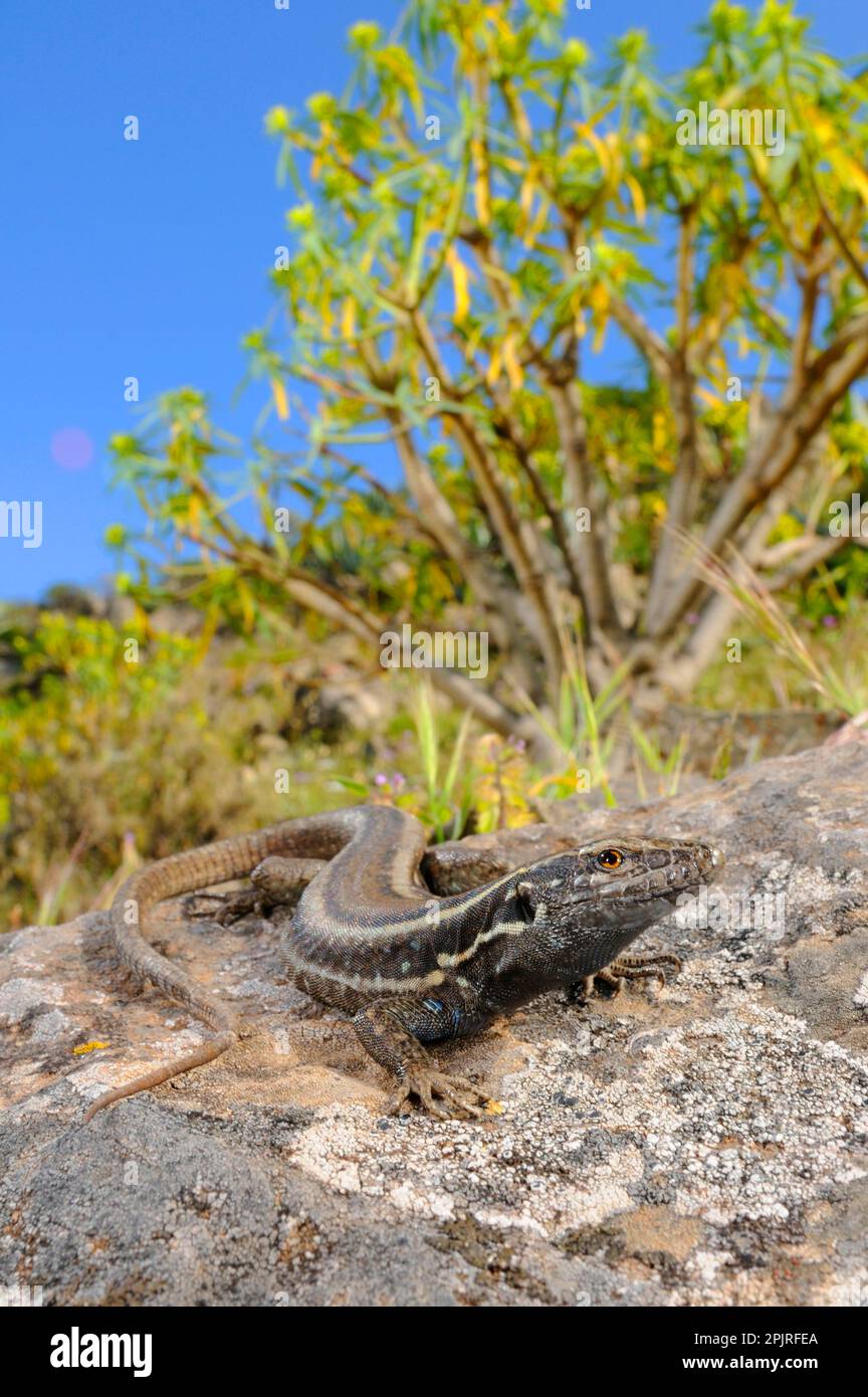 Small Canary Island Lizard, Small Canary Island Lizards, Other animals ...
