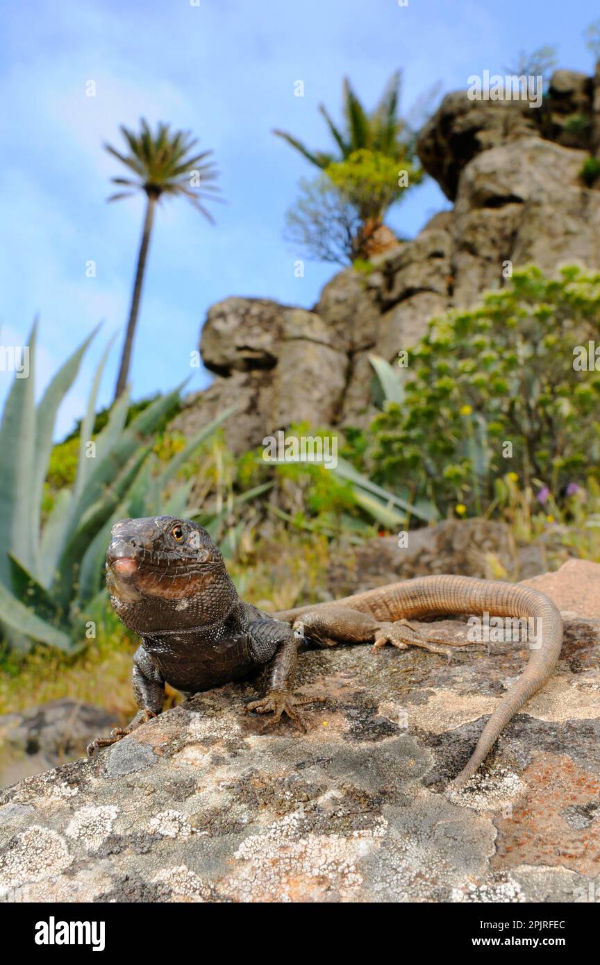 Small Canary Island Lizard, Small Canary Island Lizards, Other animals ...
