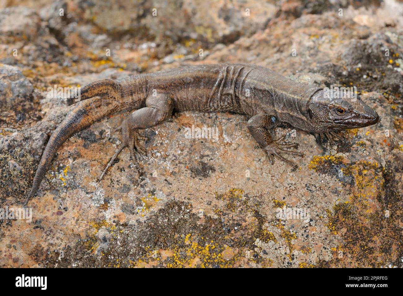 Small Canary Island Lizard, Small Canary Island Lizards, Other animals ...