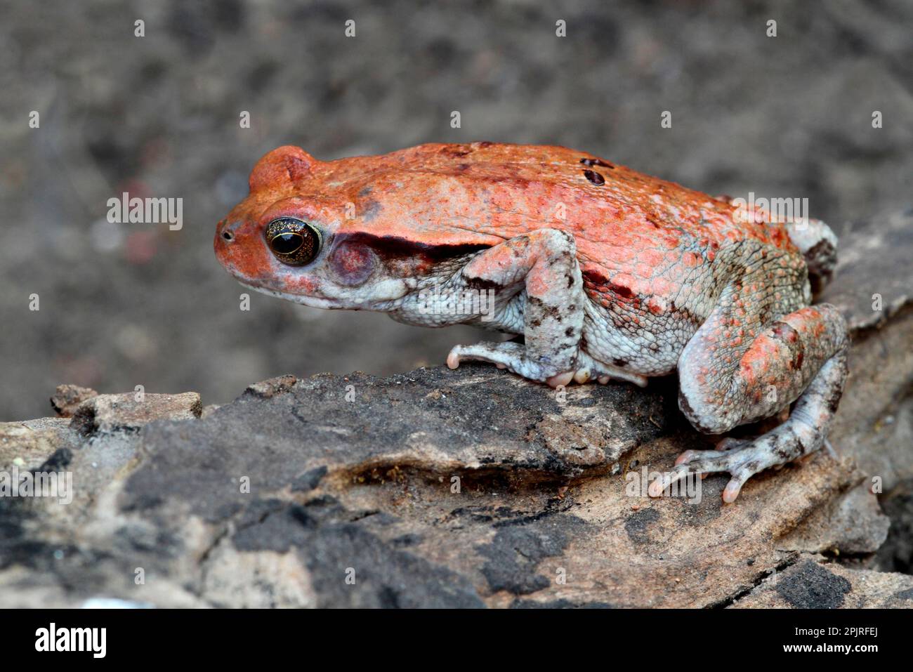 Red Toad, Red Toads, Amphibians, Other animals, Frogs, Toad, Toads ...