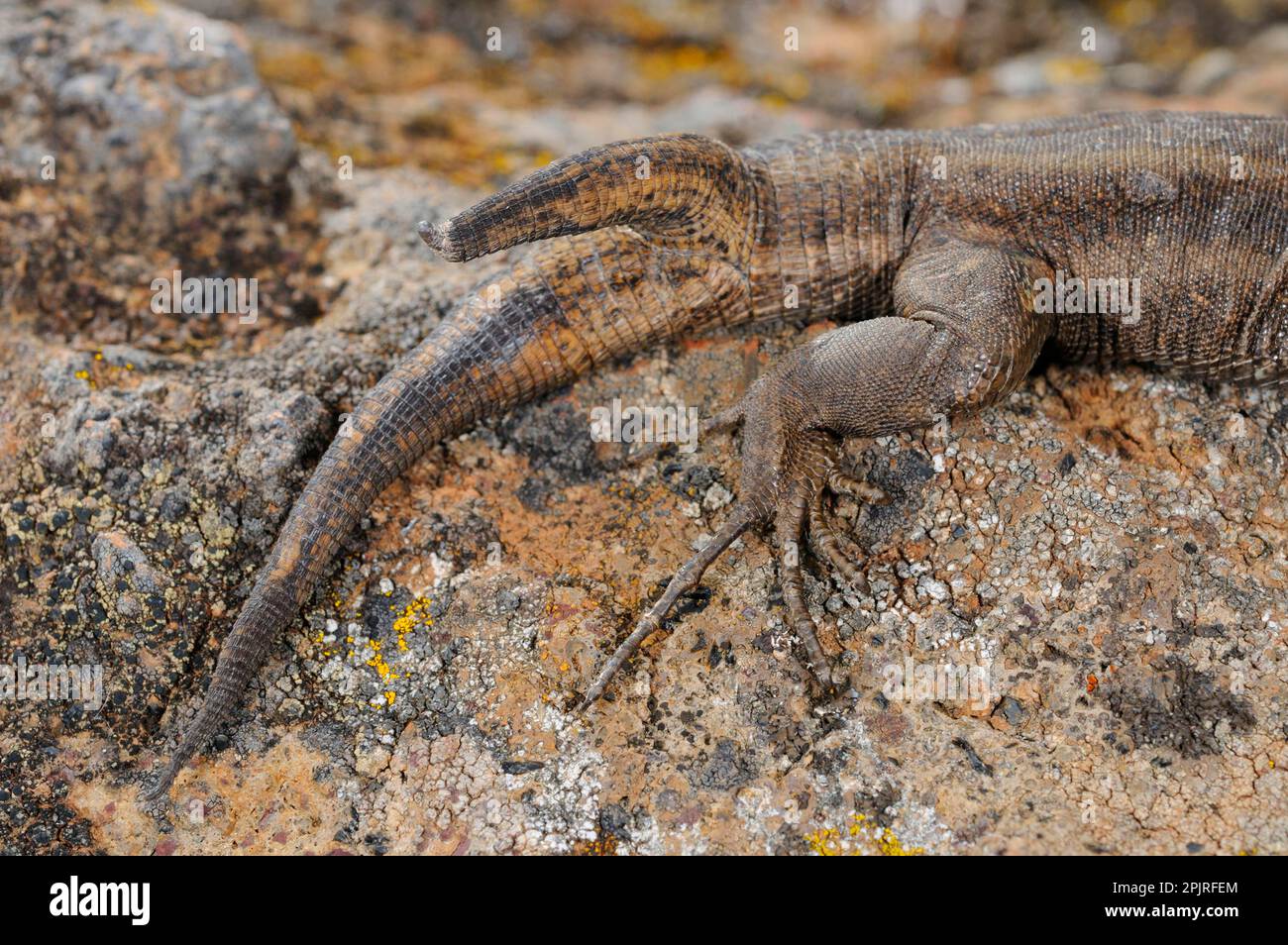Small Canary Island Lizard, Small Canary Island Lizards, Other animals ...